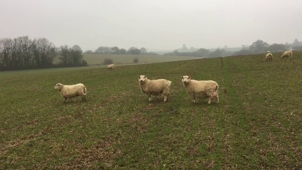 Soggy Sunday Sheep Stroll - YouTube