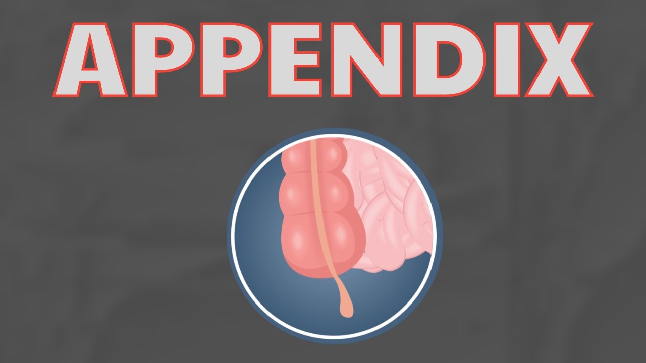 What Does APPENDIX Means || Meanings And Definitions With Example in ...