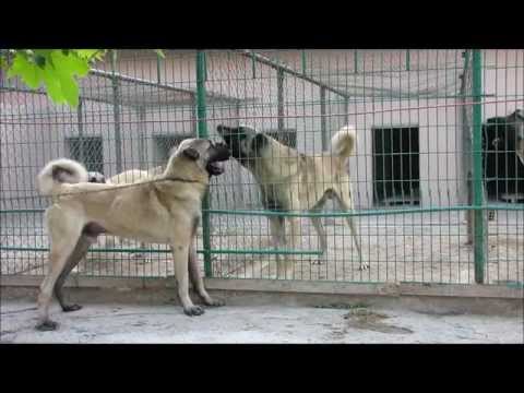 Yetişkin Kangallarımız'dan , ARAP OĞLU ADAM - BETO - AS -