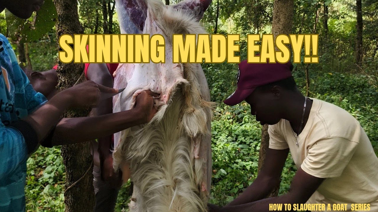 How to Flay and Skin a Goat at Home #seo #goat #farming #skinning - YouTube