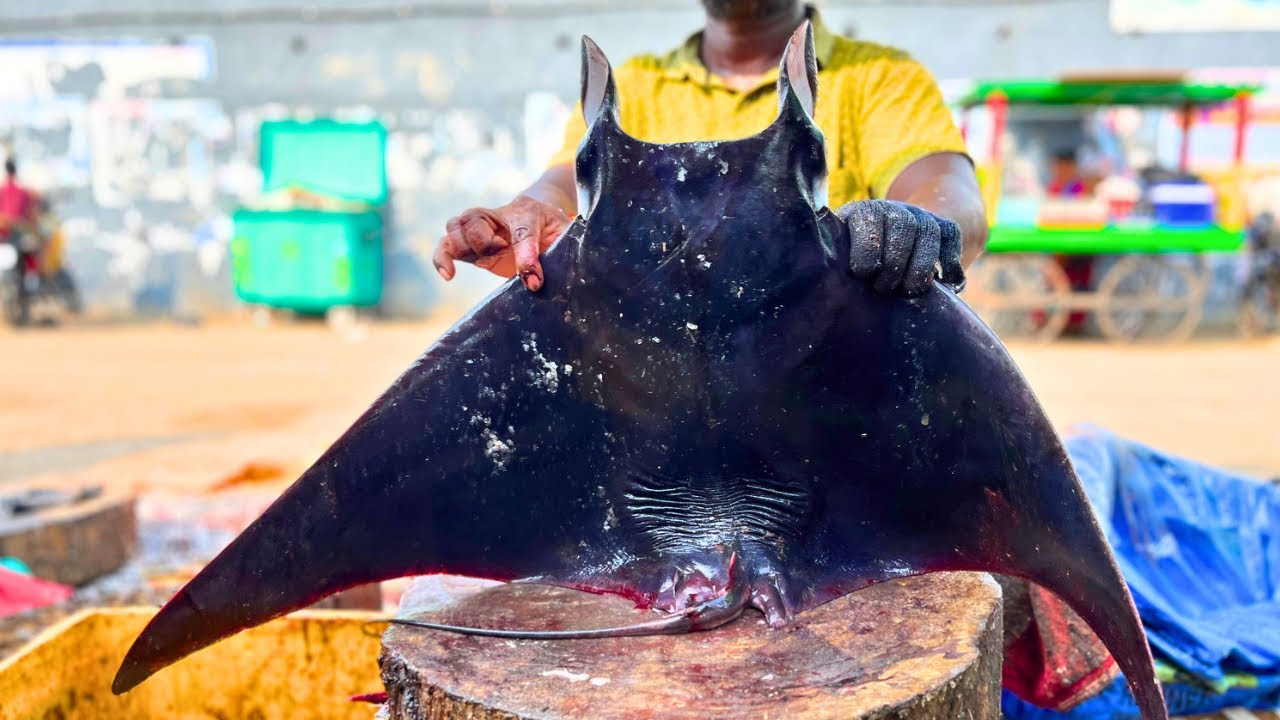 STINGRAY FISH CUTTING BY OLD MAN | HD VIDEO | IN KASIMEDU | CUTTING ...