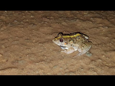 Pure rain and frog sound at night for sleeping, fast fall asleep easily ...
