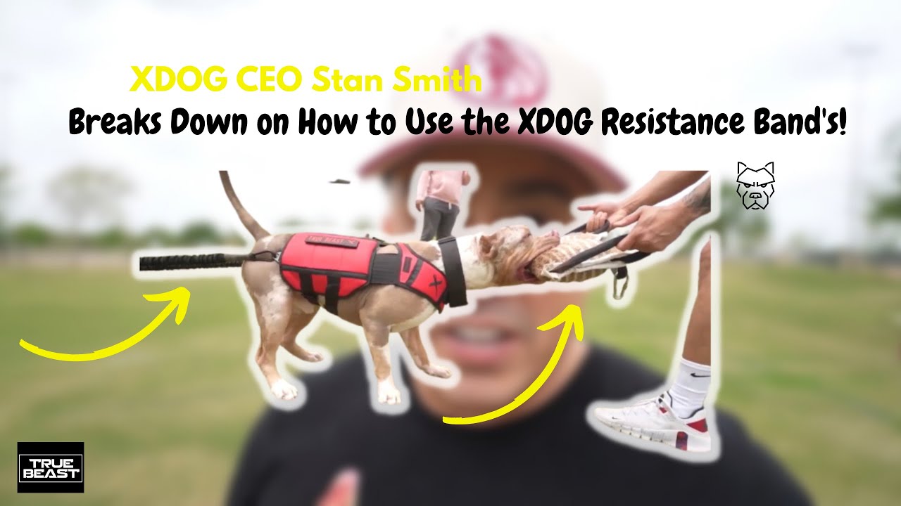 CEO of XDOG breaks down how to use resistance bands to exercise dogs ...