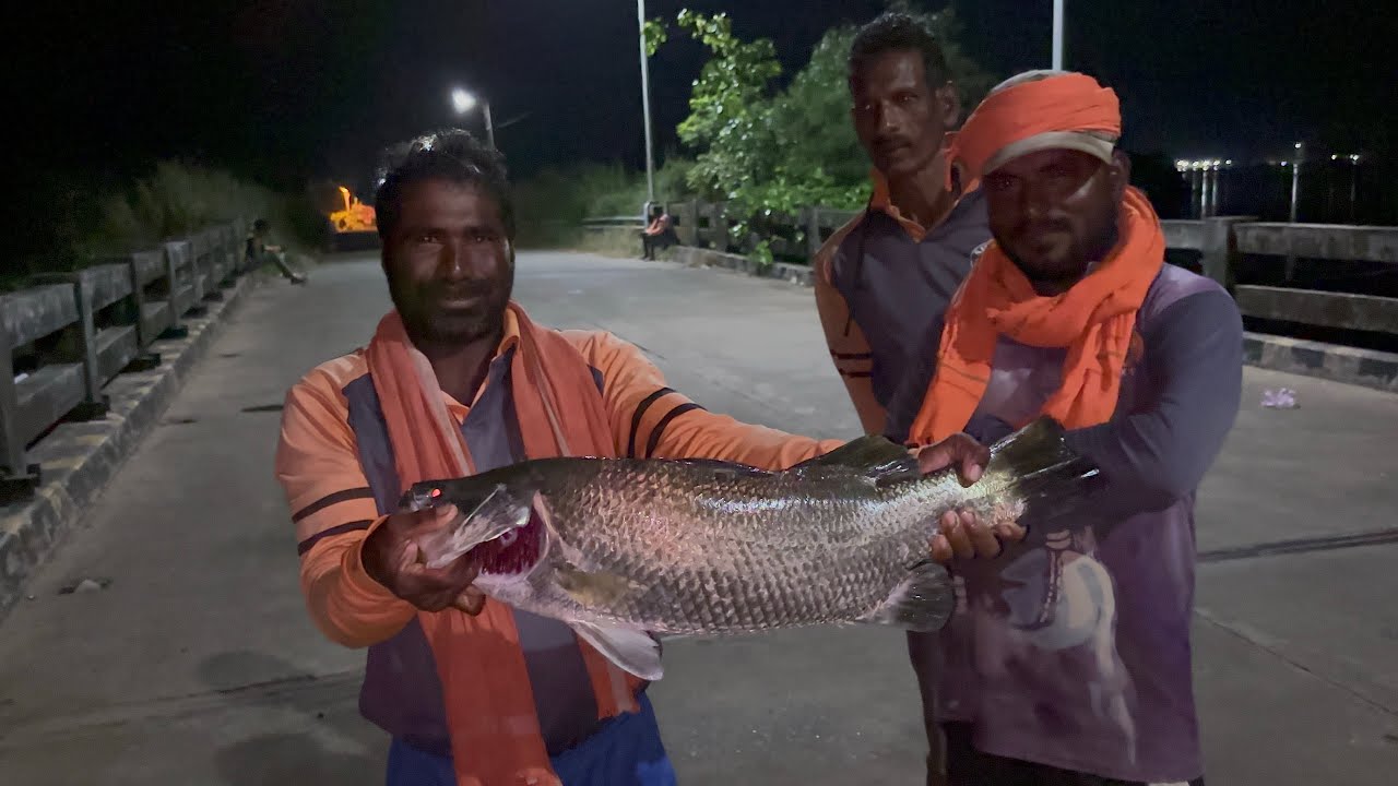 Bridge hathra gala hakdharig olle kolsa( barramundi ) meen sikkith ...