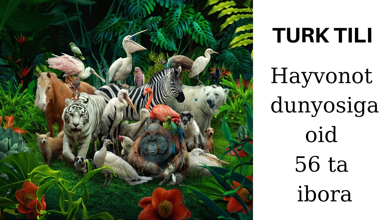 TURK TILIDA BU IBORALAR ORQALI HAYVONOT DUNYOSI HAQIDA SUHBAT QILING ...