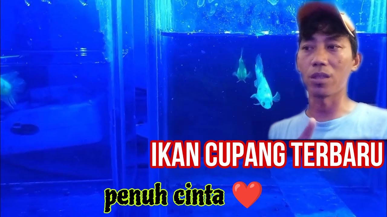 IKAN CUPANG GLOWFISH CAGAK📢NEW BETTA FISH - YouTube