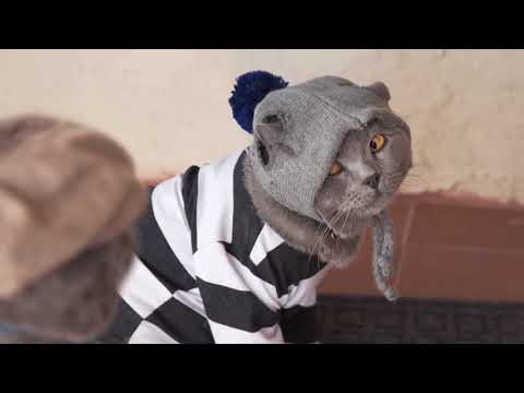 evde yanlız kalan kedi :) evde tek başına kedi versiyonu
