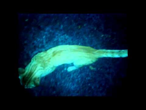 La storia di Tigro - [Contro l'abbandono]