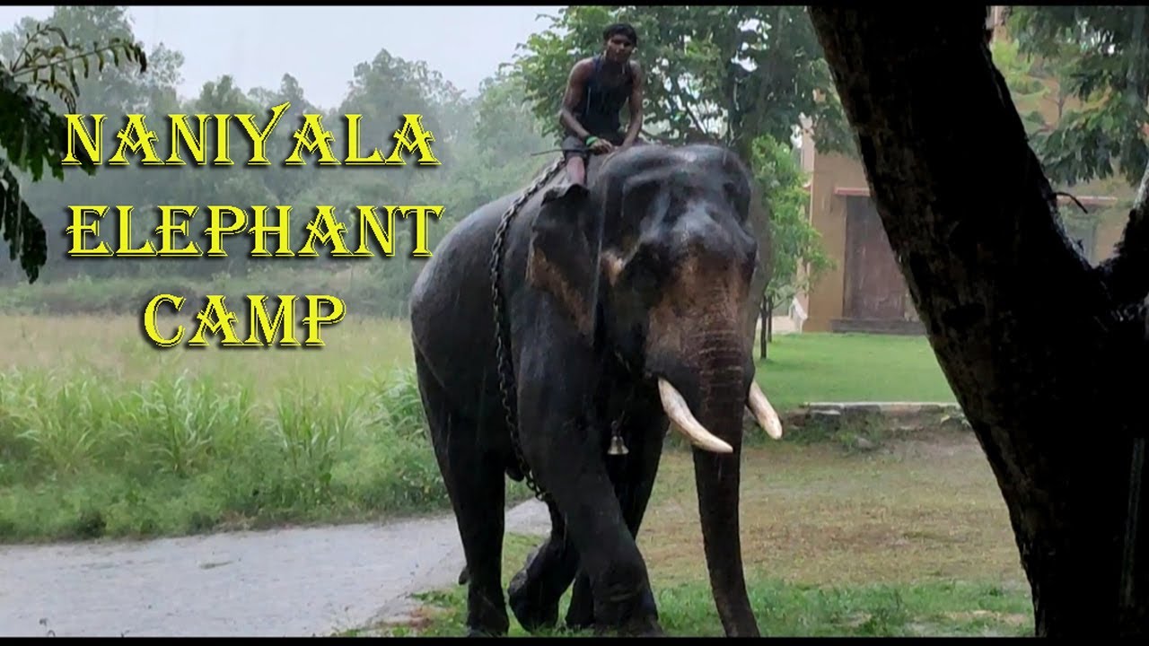Naniyala Elephant Camp | Kuppam | AP | India - YouTube