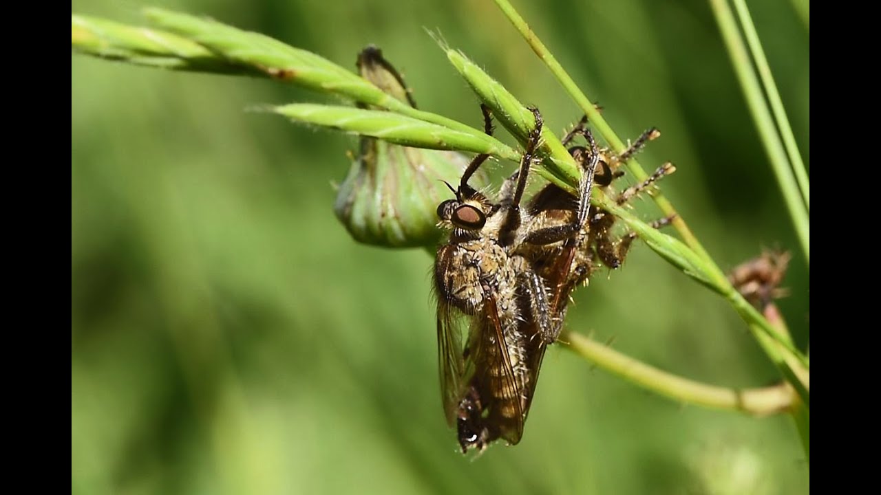 Roestbruine roofvlieg Machimus rusticus, copula - YouTube