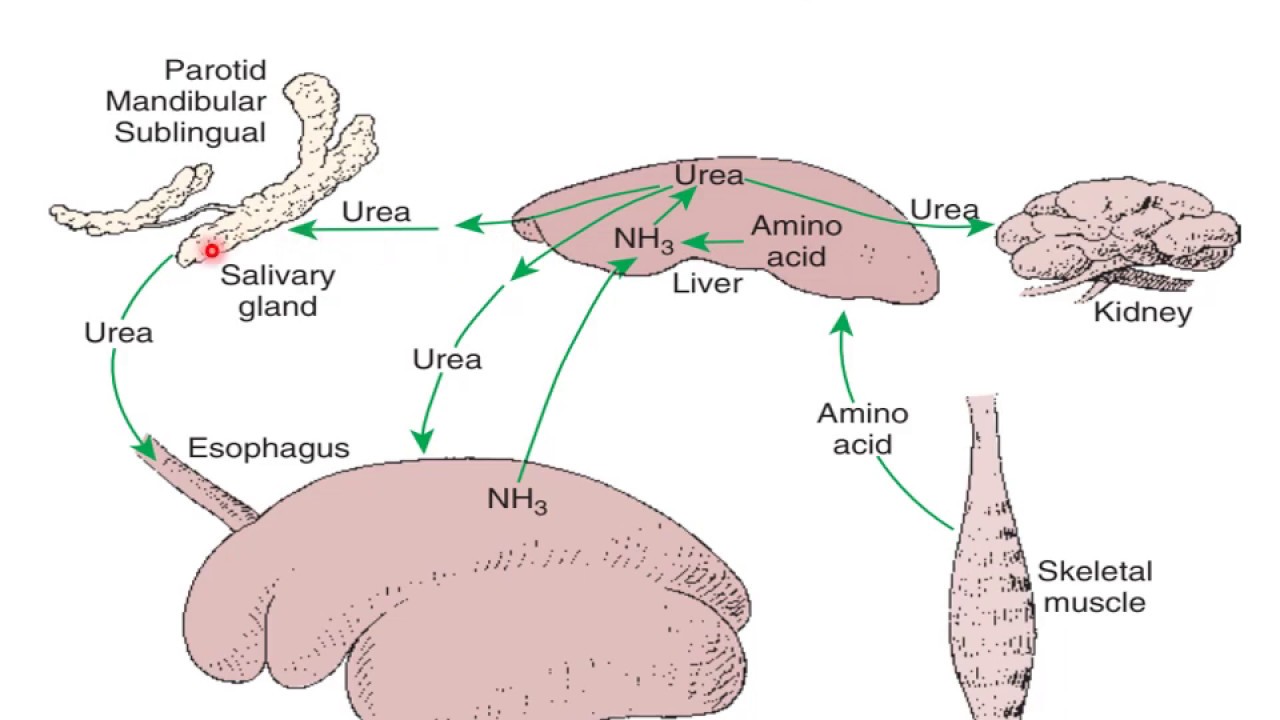 GIT Lecture 27 Fermentative Digestion - YouTube