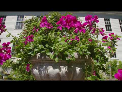 Sommer i botanisk hage  _ Summer in The Botanical Garden