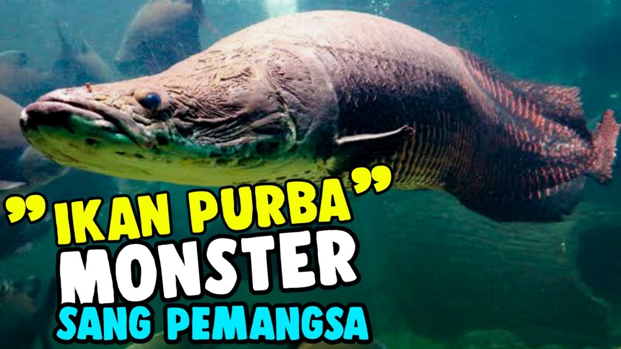 Wow Gilaaa!!! Inilah Ikan Monster Arapaima Terbesar di Dunia - Ikan ...