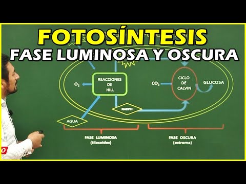 Fotosíntesis: Fase Luminosa y Fase Oscura - YouTube
