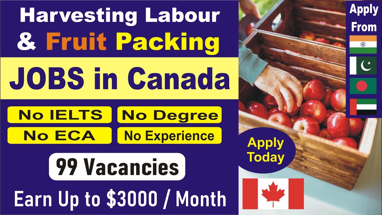 Harvesting Labour and Fruit Packing Jobs in CANADA 2022 | Apply Without ...