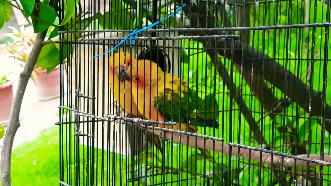 My Cute Parrots and My Lovely Green Home Parrots Setup - YouTube