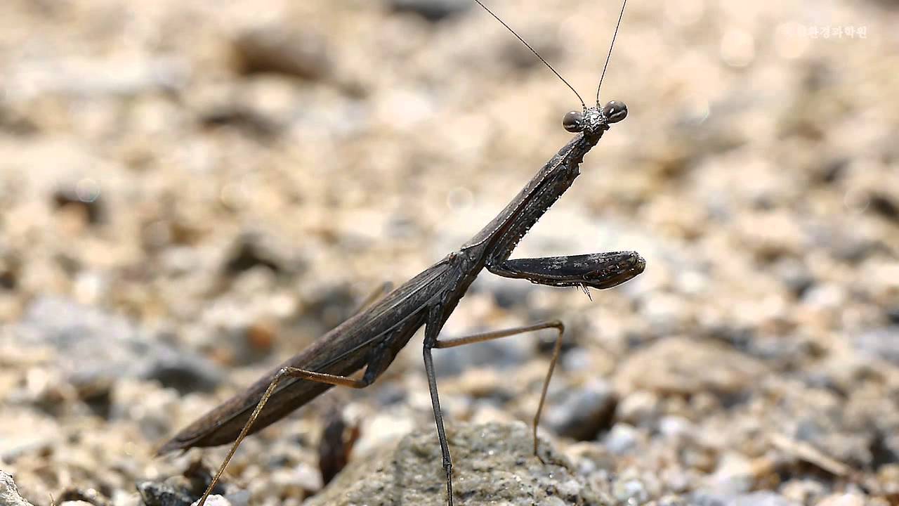 좀사마귀_Statilia maculata_국립환경과학원 - YouTube