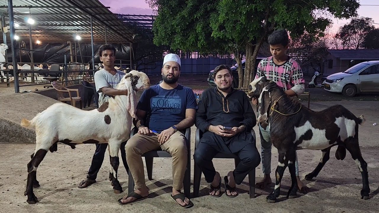 Hayat Medical Ke Shandaar Hyderabadi Goats With Rates At Classic Goat ...
