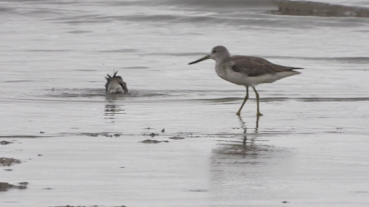 Nordmann's Greenshank Tringa guttifer - YouTube