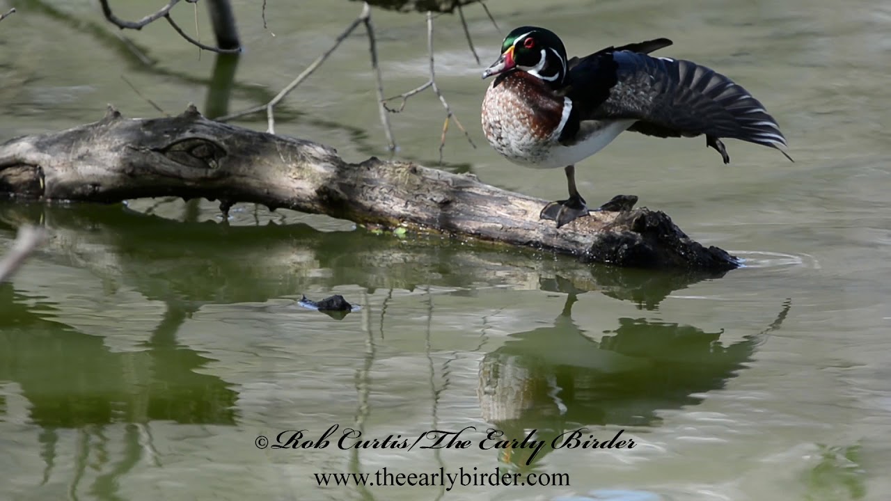 WOOD DUCK male preening. Aix sponsa - YouTube