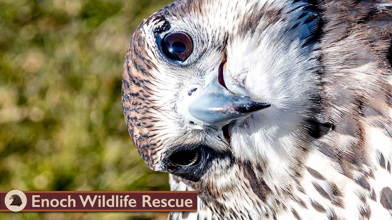 To Be a Falconer | Research | Episode 2 - YouTube