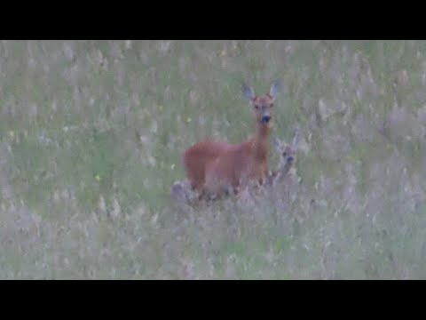 Deer in a Devon valley at dusk - YouTube