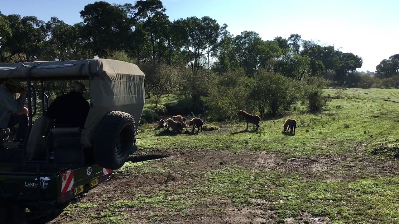 A Cackle of Hyenas - YouTube