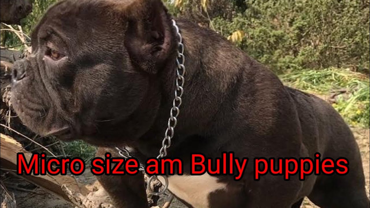 Am bully micro size puppy for sale llam bully - YouTube