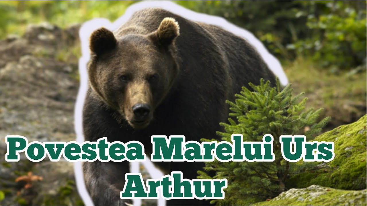 URSUL ARTHUR A DEVENIT TROFEUL PRINTULUI | MARELE URS CARPATIN ARTHUR ...