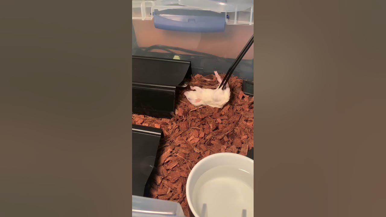 Ball python feeding on frozen/thawed rat!! - YouTube