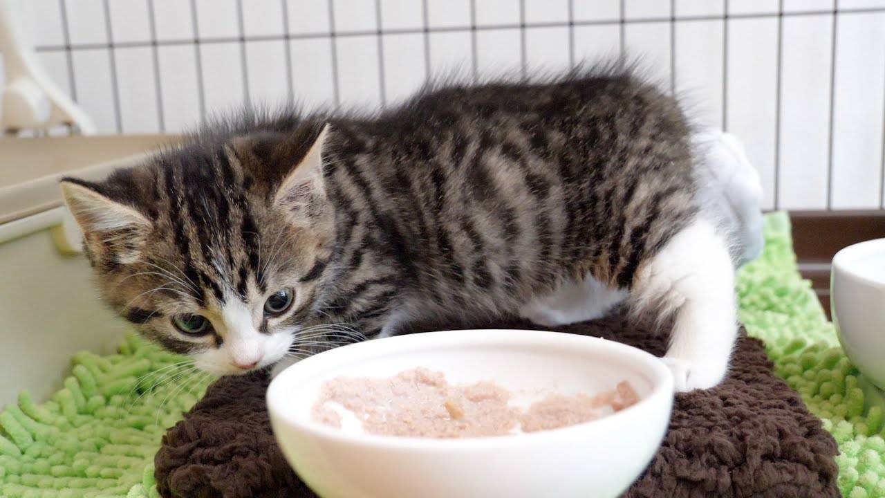 Kitten Coco came to my house and ate food for the first time - YouTube