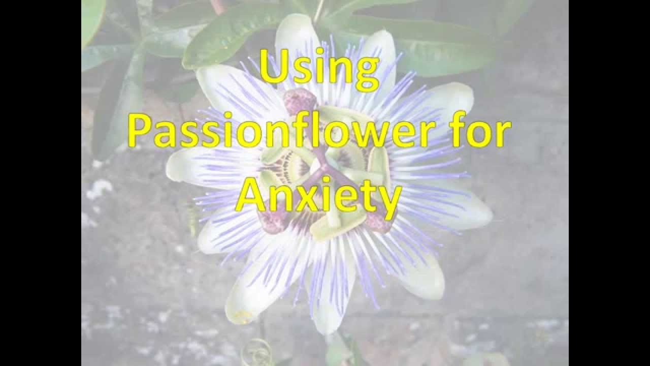 Use Passionflower for Anxiety - YouTube