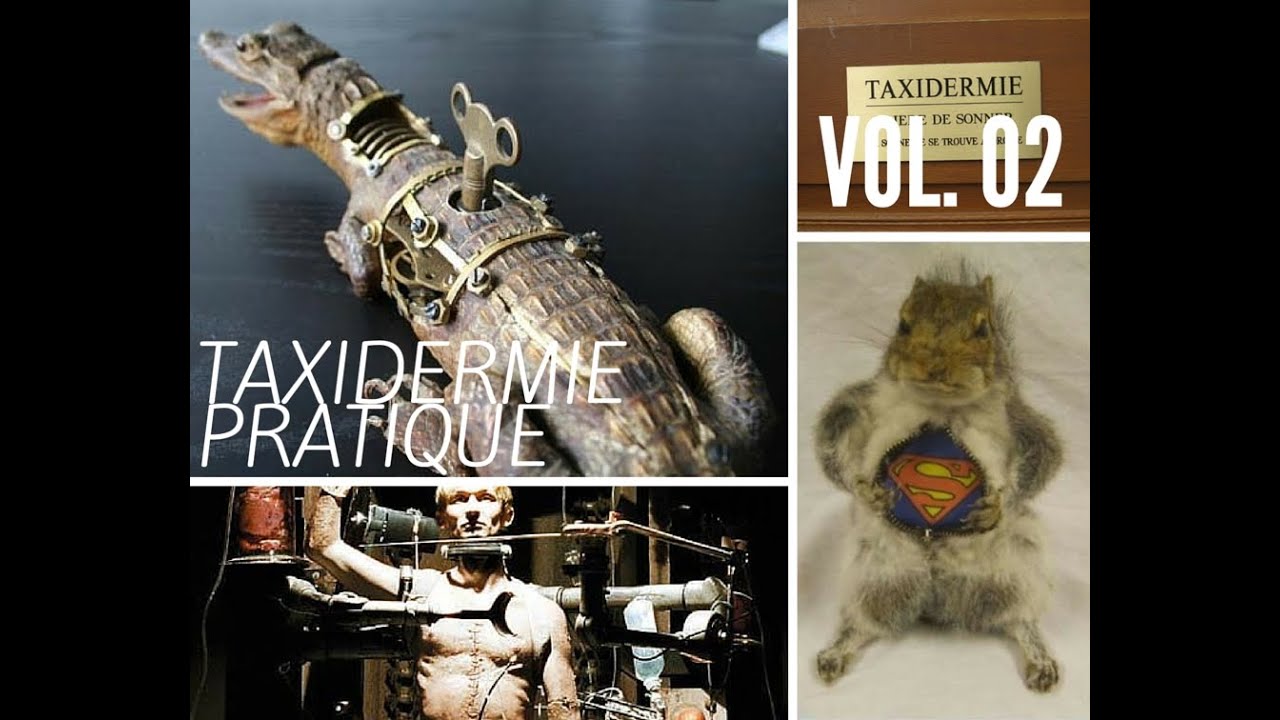 Les plus originaux des animaux naturalisés ! - YouTube