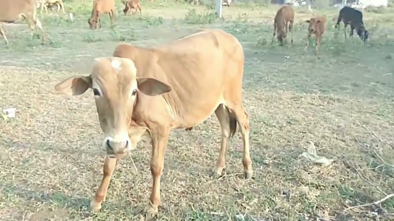 Real Cow Video With Sounds | Amazing Farm Animal Cow Video - YouTube