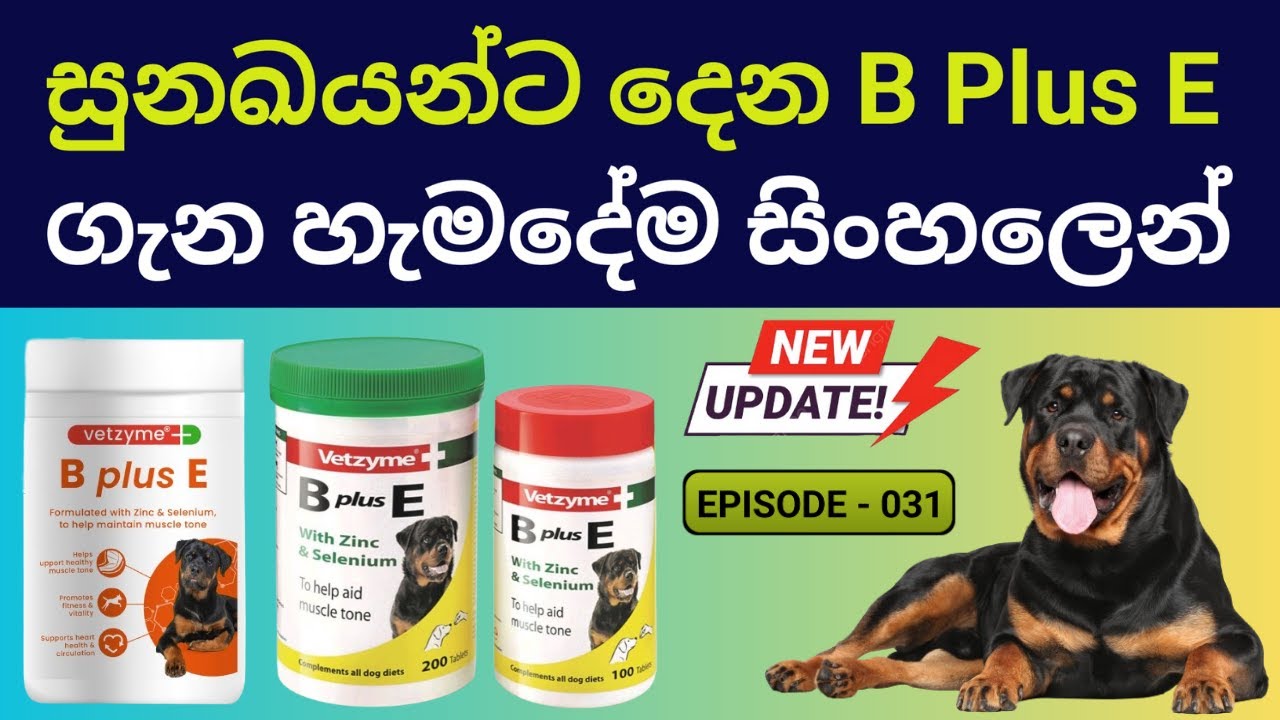 බල්ලන්ට දෙන B Plus E ගැන සියලුම විස්තර | How to give B plus E vitamins ...