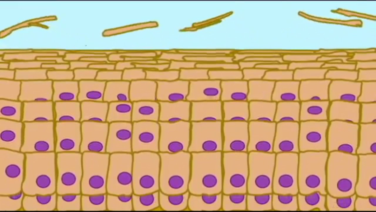THE INTEGUMENTARY SYSTEM: Skin Cycle - YouTube