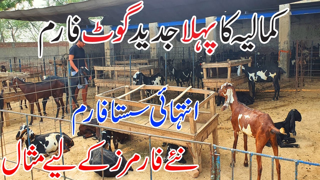 OutClass Modern Goat Farming Setup In kamalia - Modern Goat Farming In ...