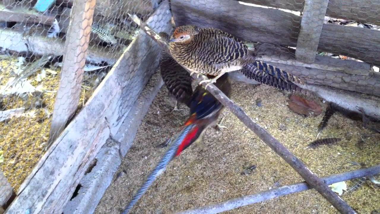 Faisan Dorado o Red Golden.MOV - YouTube