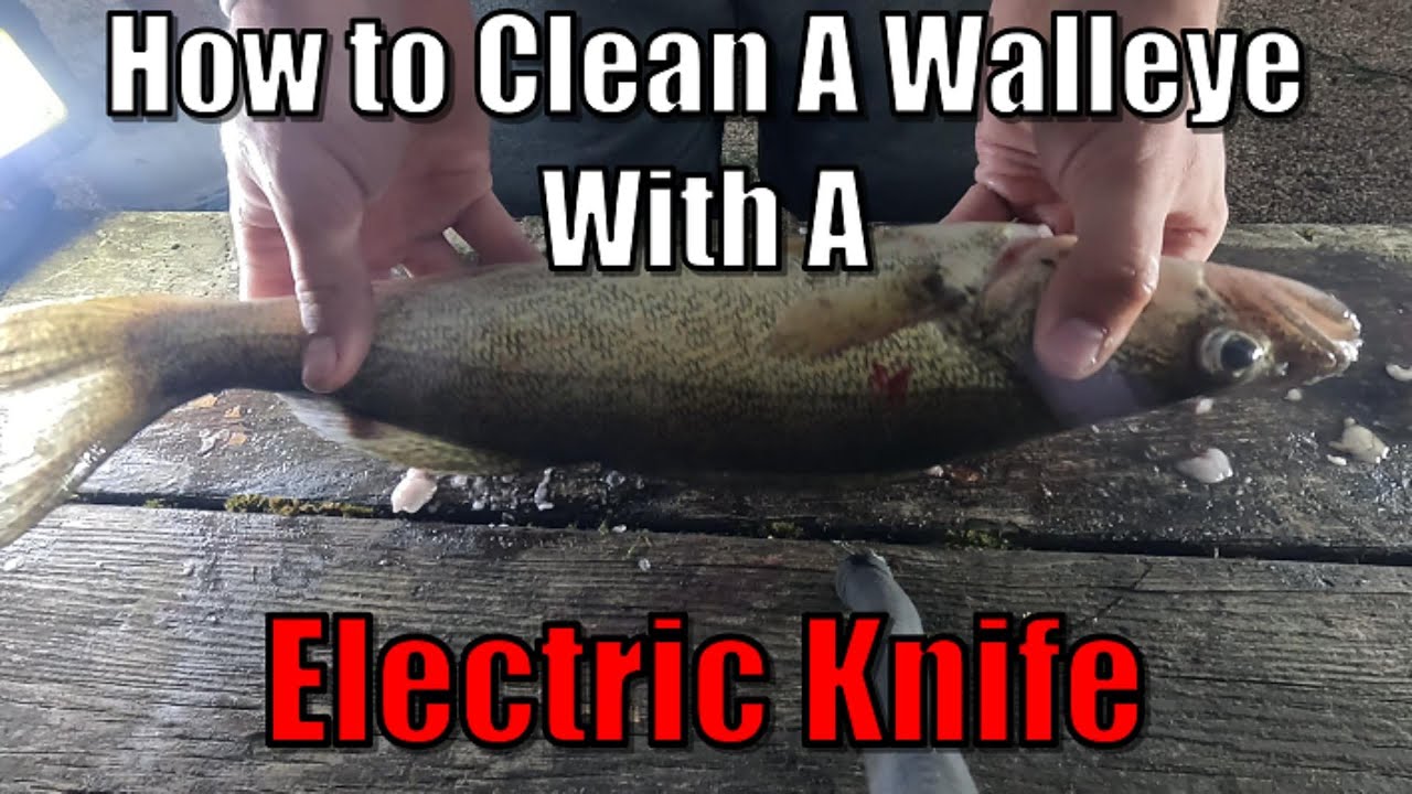 How To Clean A WALLEYE With an Electric Knife. - YouTube