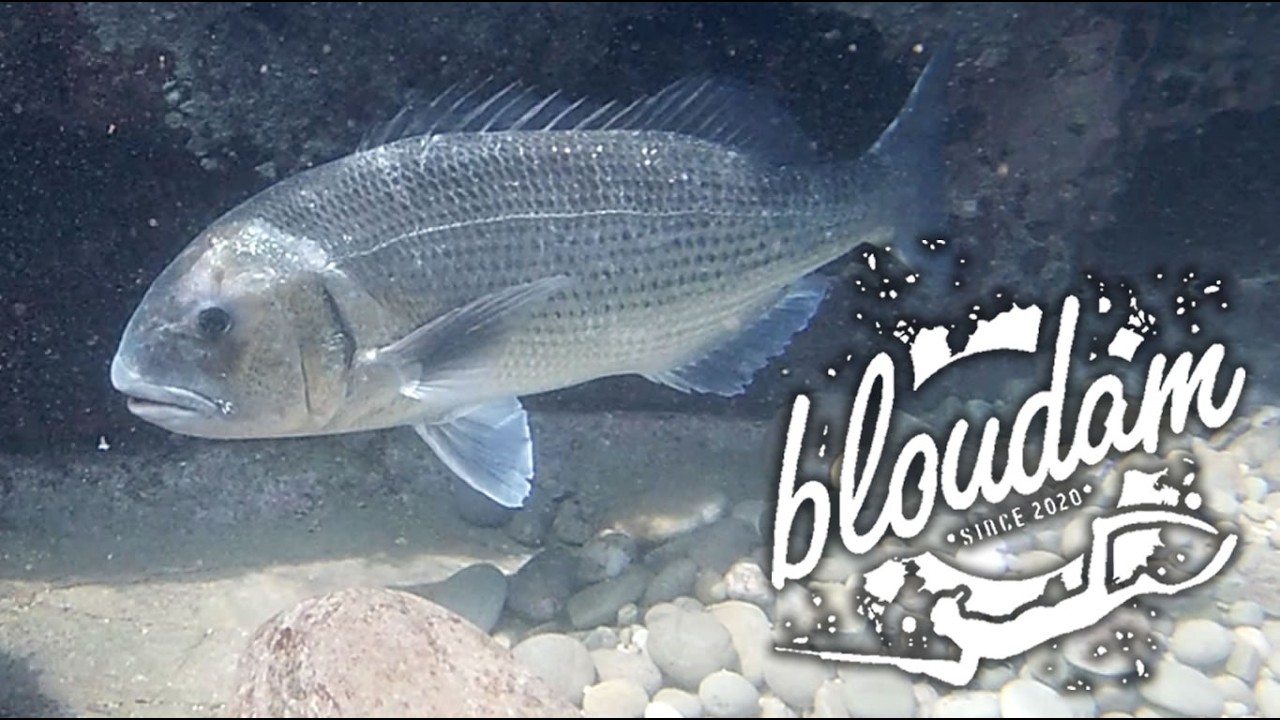 Ultimate Musselcracker Fishing Tips & Baits - YouTube