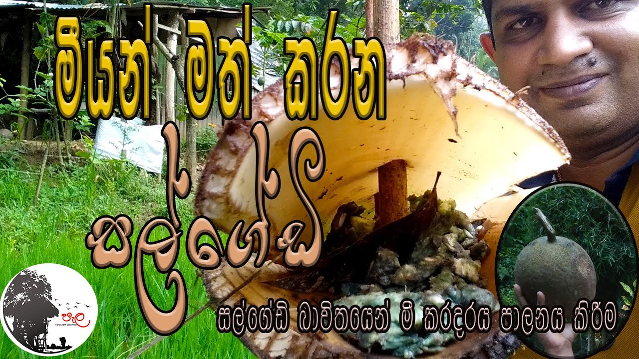 Rat control using sal gedi සල් ගෙඩි බාවිතයෙන් මීයන් පාලනය කිරීම - YouTube