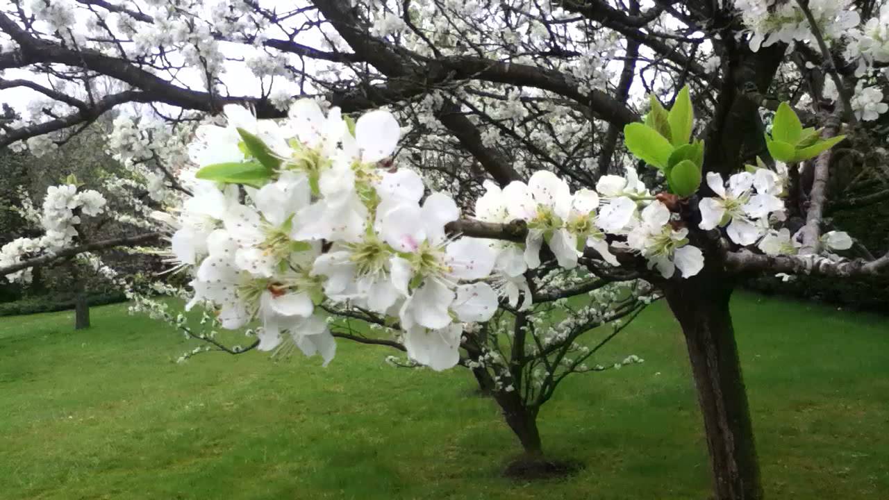 Prunier 'Reine Claude' en fleurs - YouTube