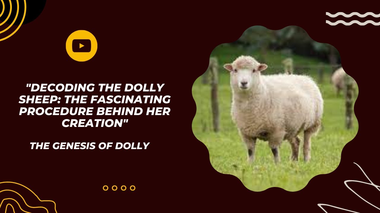 "Decoding the Dolly Sheep: The Fascinating Procedure Behind Her ...