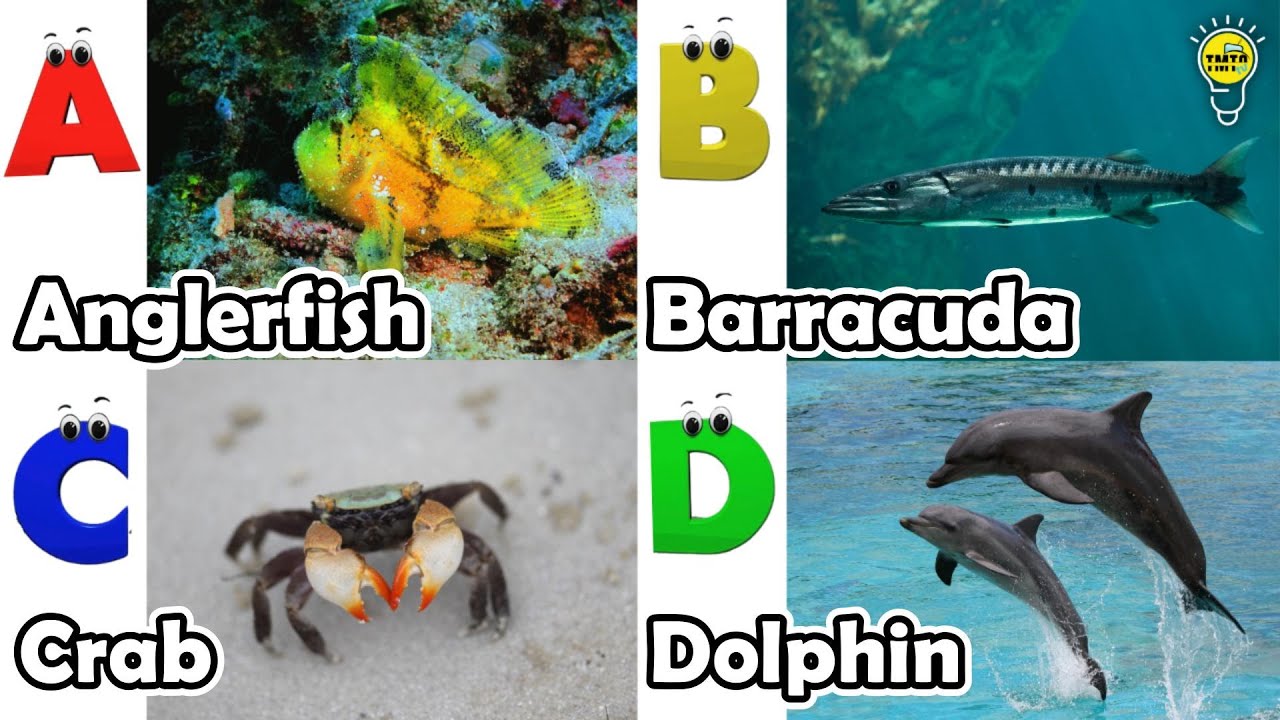 ABC Sea Animals song | Learn Alphabets | English and Animals for Kids ...