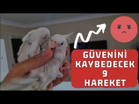KUŞLARI SİZDEN SOĞUTAN 9 HAREKET (ASLA YAPMAYIN!!!)