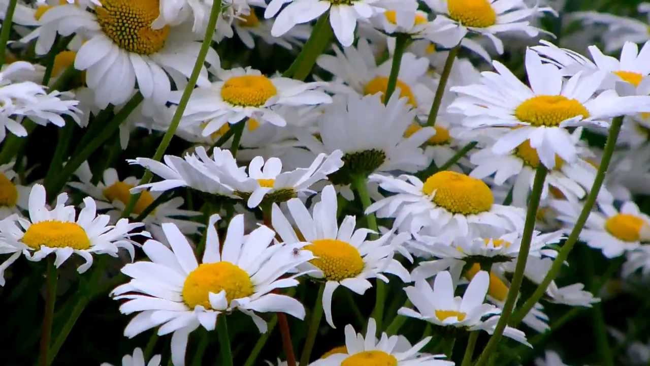 Daisy Bush - YouTube