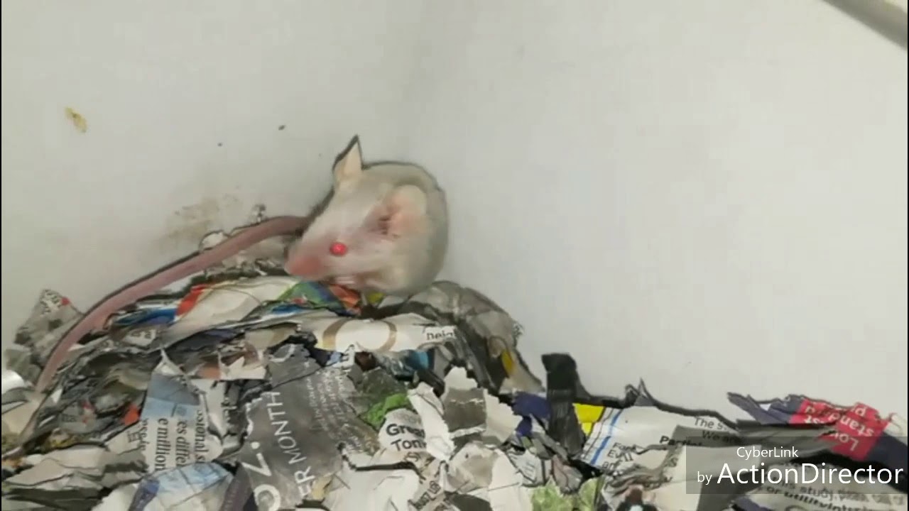 3 week old fancy mice - texel, satin, longhaired - YouTube