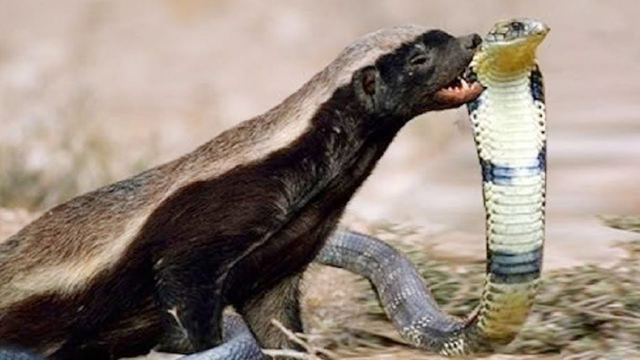 A honey badger bites a cobra after being provoked by a snake - YouTube