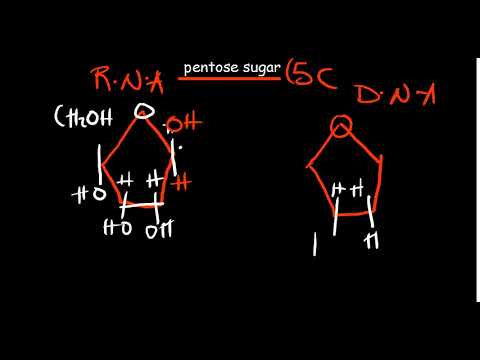 Introduction to Nucleic acids | structure, function and components