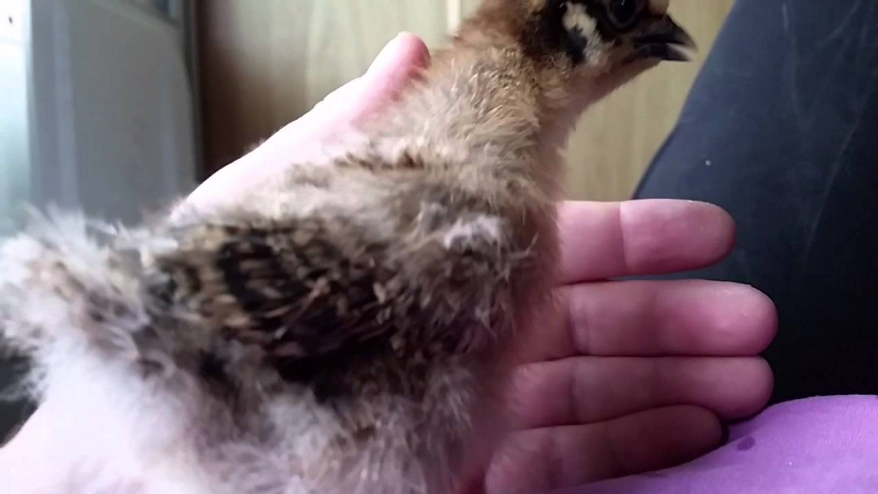 2 week old Silkie chicks - YouTube